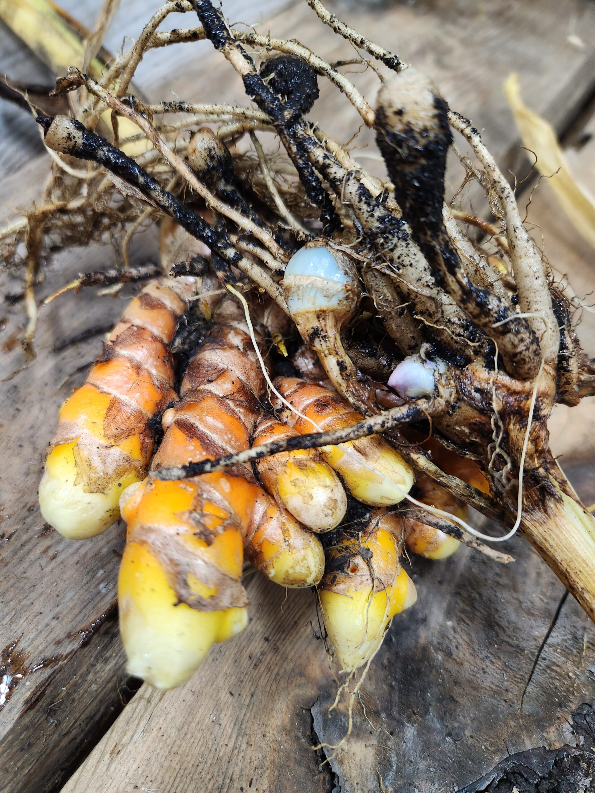Midwest Turmeric Production Updates - Grumpy Pants Plants