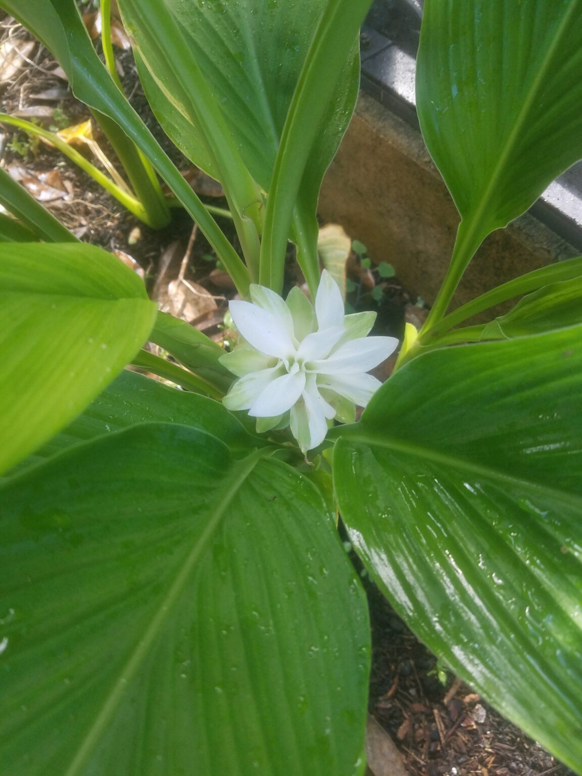 How to Distinguish Among Edible Turmeric Varieties - Grumpy Pants Plants