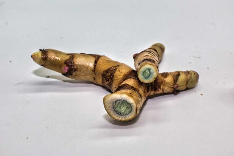 How to Distinguish Among Edible Turmeric Varieties - Grumpy Pants Plants