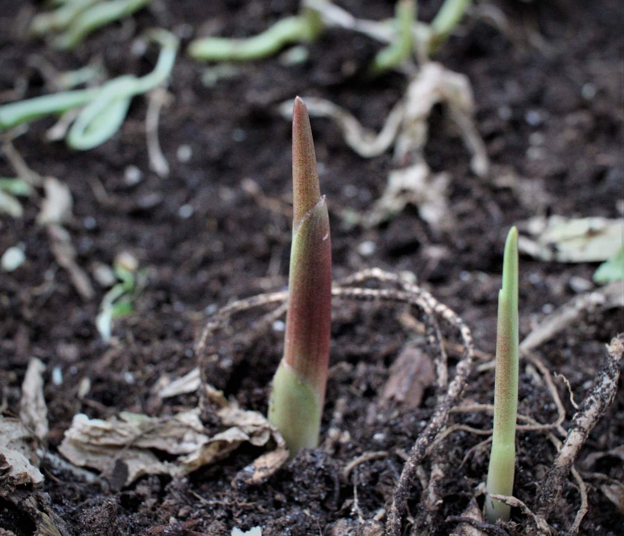How to Distinguish Among Edible Turmeric Varieties - Grumpy Pants Plants
