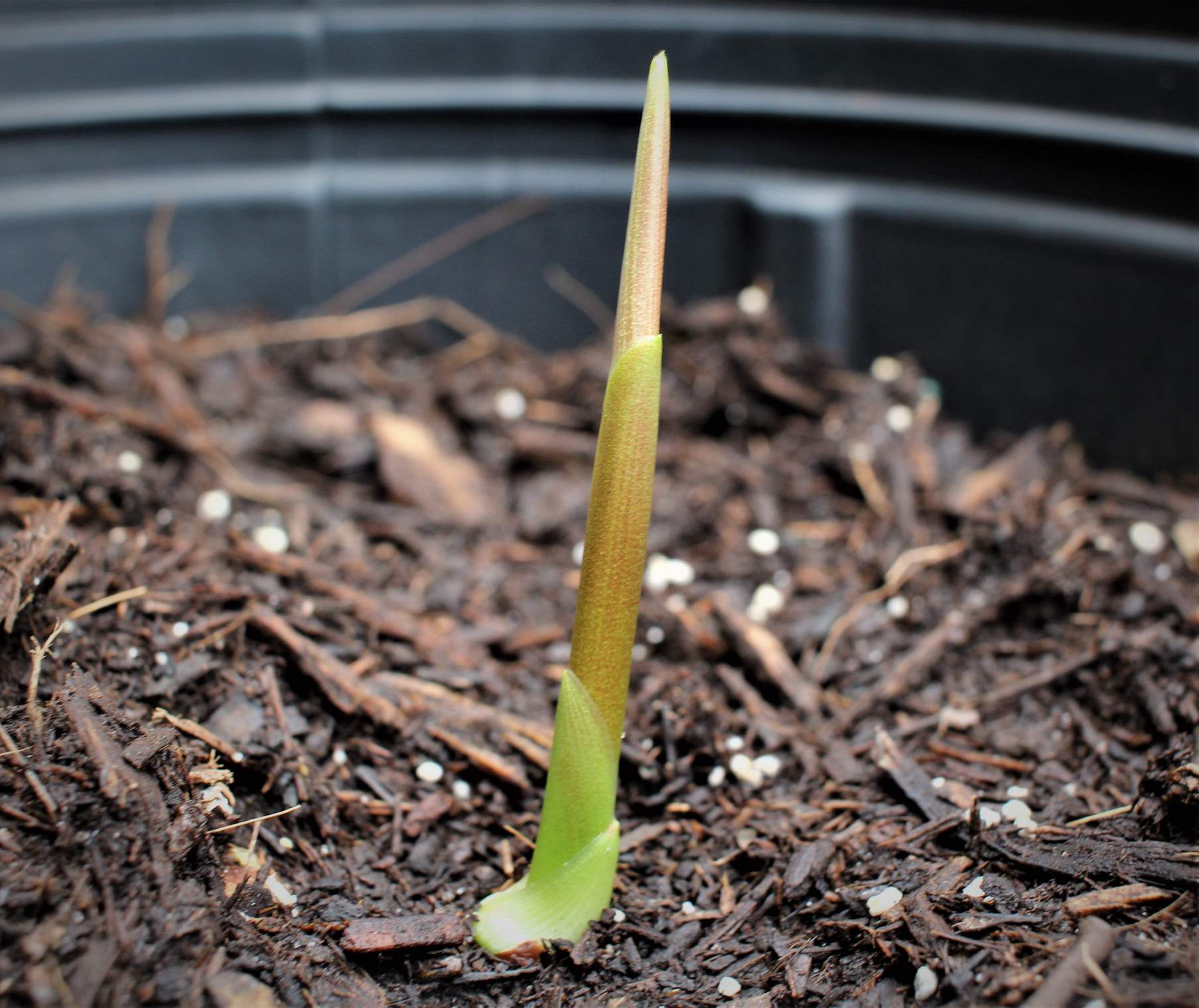 How to Distinguish Among Edible Turmeric Varieties - Grumpy Pants Plants