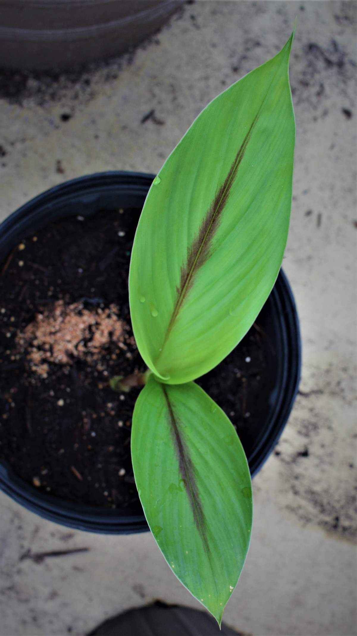How to Distinguish Among Edible Turmeric Varieties - Grumpy Pants Plants