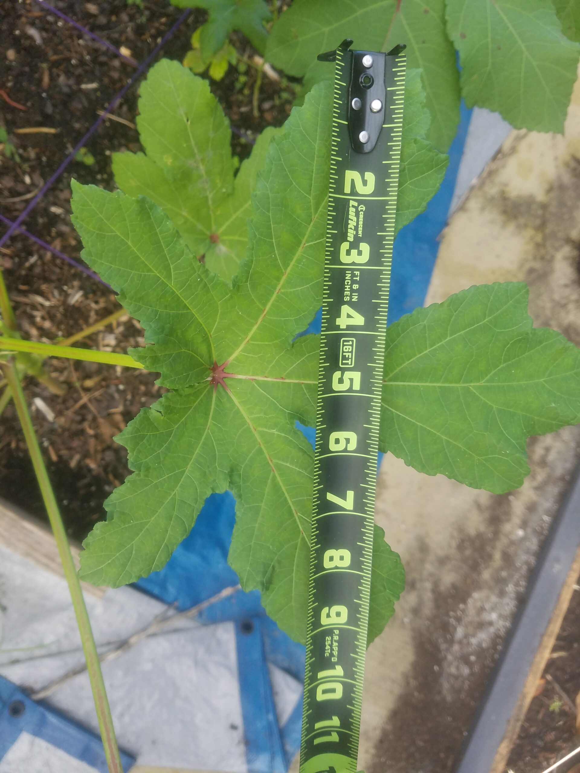 How to Grow Amazing Okra - Grumpy Pants Plants