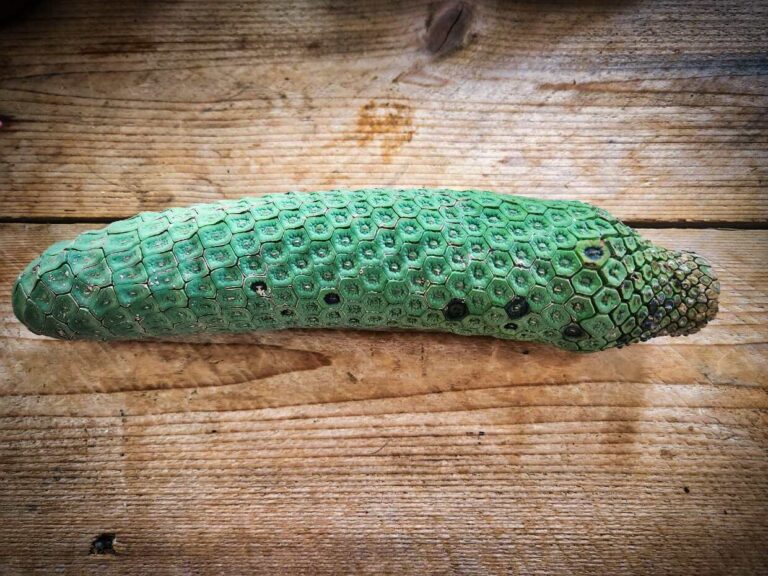 How to Eat Monstera Deliciosa Fruit - Grumpy Pants Plants