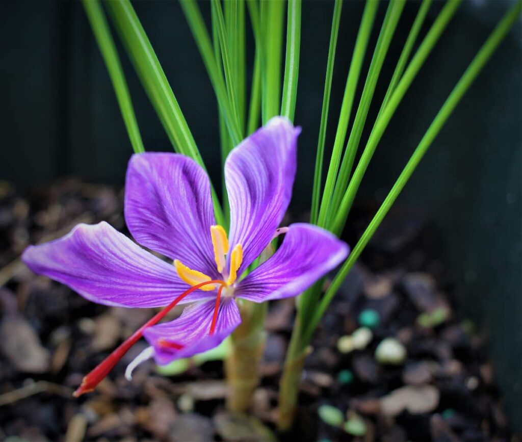 How to Grow Saffron in the South - Grumpy Pants Plants