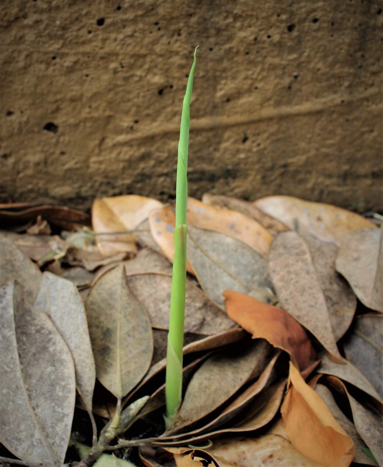 How to Distinguish Among Edible Turmeric Varieties - Grumpy Pants Plants
