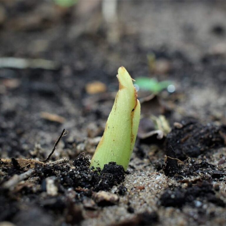 How to Distinguish Among Edible Turmeric Varieties - Grumpy Pants Plants
