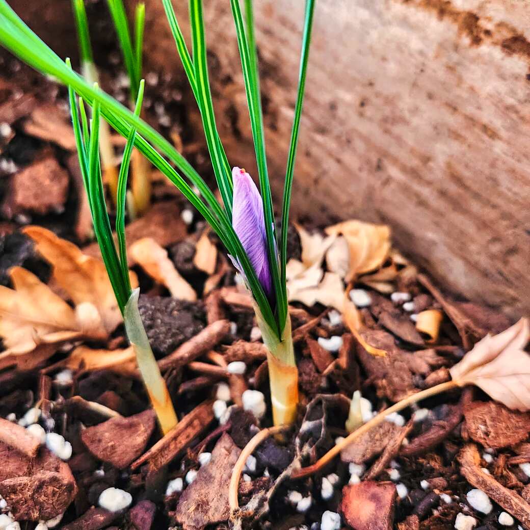 How to Grow Saffron in the North - Grumpy Pants Plants