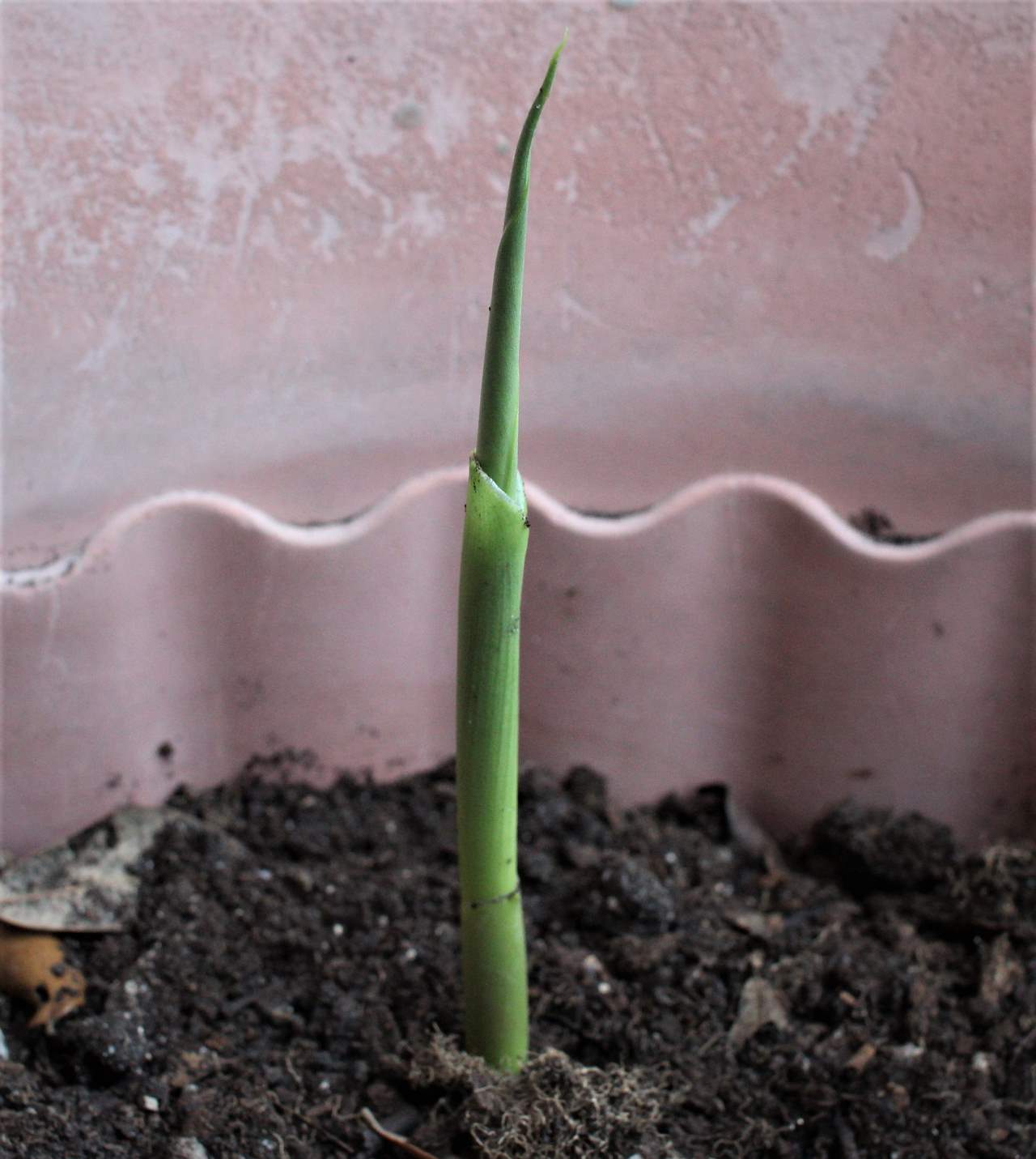 How to Distinguish Among Edible Turmeric Varieties - Grumpy Pants Plants