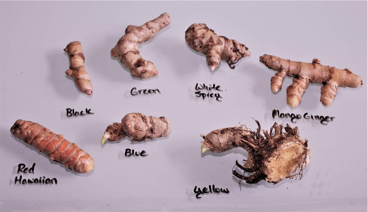 How to Distinguish Among Edible Turmeric Varieties - Grumpy Pants Plants