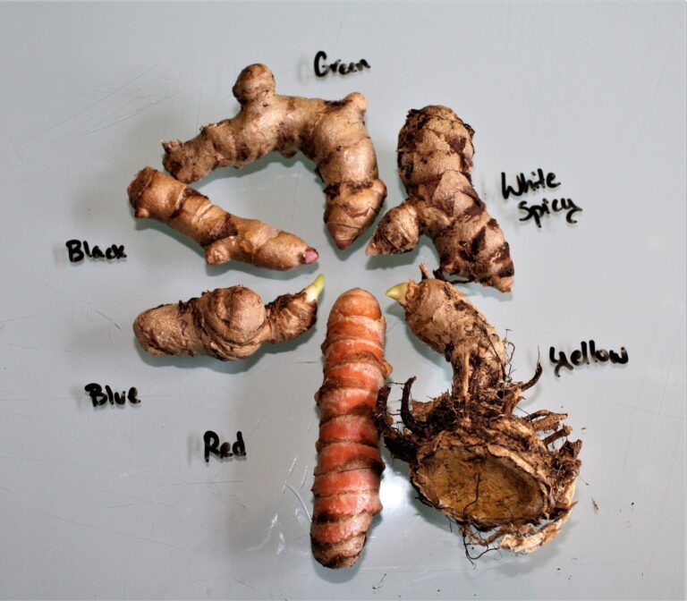 How to Distinguish Among Edible Turmeric Varieties - Grumpy Pants Plants